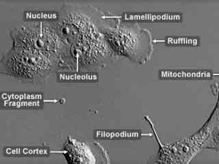 Cell Motility | Nikon’s MicroscopyU