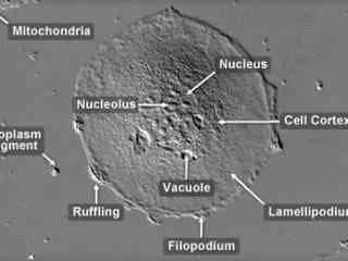 Cell Motility | Nikon’s MicroscopyU