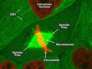 Laser Scanning Confocal Microscopy Video Gallery | Nikon’s MicroscopyU