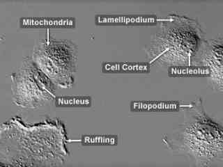 Cell Motility | Nikon’s MicroscopyU