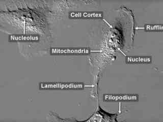 Cell Motility | Nikon’s MicroscopyU