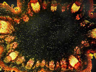 Stereomicroscopy | Nikon’s MicroscopyU