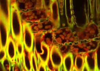 Abscission Layer | MicroscopyU