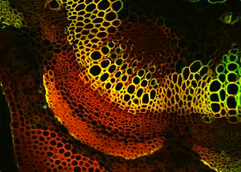 Alfalfa Stem | Nikon’s MicroscopyU
