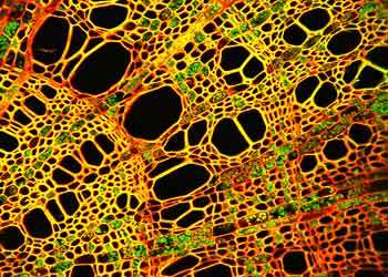 Basswood (Tilia) Root | Nikon’s MicroscopyU