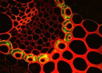 Beach Grass (Marram) | Nikon’s MicroscopyU