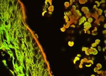 Cerebral Cortex | Nikon’s MicroscopyU