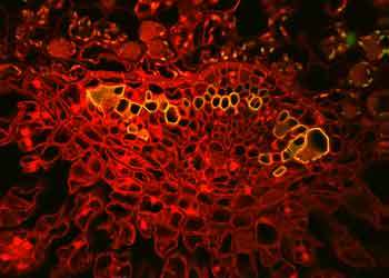 Fern Indusium | Nikon’s MicroscopyU