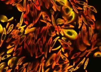 Frog Artery | Nikon’s MicroscopyU