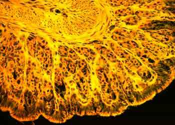 Frog Stomach | Nikon’s MicroscopyU