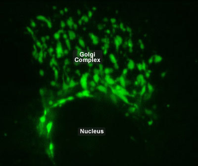 Golgi Complex Labeled with EGFP | Nikon’s MicroscopyU
