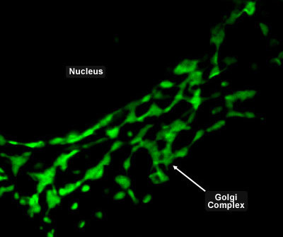 Golgi Complex Labeled with EYFP | Nikon’s MicroscopyU