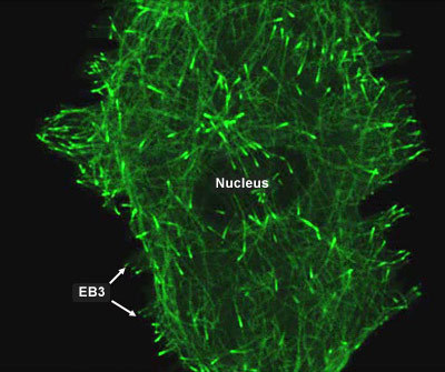 Gray Fox Lung Fibroblast Cells Expressing YPet Fluorescent Protein-EB3 ...