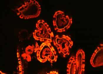 Lily Anther Uninucleate Microspores | Nikon’s MicroscopyU