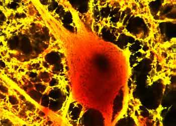 Mammalian Motor Neurons | Nikon’s MicroscopyU