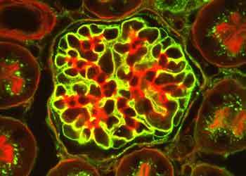 Mouse Kidney | Nikon’s MicroscopyU