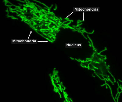 Imaging of Mitochondria with Yellow Fluorescent Proteins | Nikon’s ...