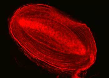 Pacinian Corpuscle | Nikon’s MicroscopyU