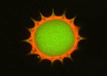 Pollen | Nikon’s MicroscopyU