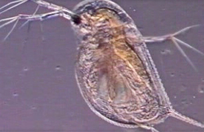 Daphnia (Crustacea) Videos | Nikon’s MicroscopyU
