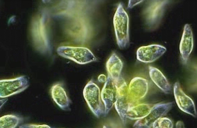 Euglena rostrifera (Protozoan) Videos | Nikon’s MicroscopyU