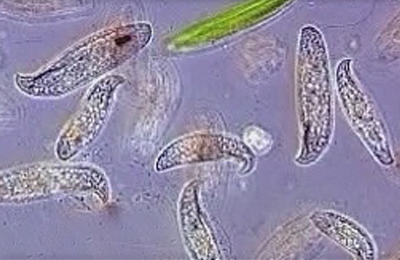 Loxophyllum (Protozoan) Videos | Nikon’s MicroscopyU