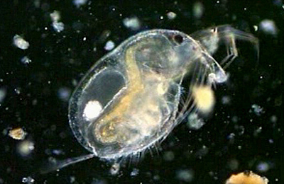 Macrothrix (Crustacea) | Nikon’s MicroscopyU