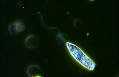 Peranema (Protozoan) Videos | Nikon’s MicroscopyU