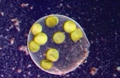 Volvox (Protozoan) Videos | Nikon’s MicroscopyU