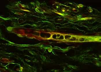 Primate Iris | Nikon’s MicroscopyU
