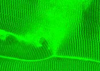 Rabbit Muscle Fibers | Nikon’s MicroscopyU