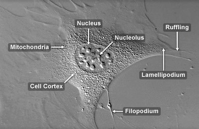 Albino Swiss Mouse Embryo Fibroblasts (3T3 Line) | Nikon’s MicroscopyU