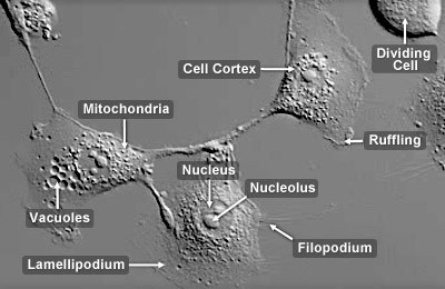 Rhesus Monkey Kidney Epithelial Cells (LLC-MK2 Line) | Nikon’s MicroscopyU