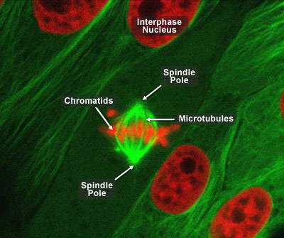 EGFP and mCherry as Probes for Cell Division | Nikon’s MicroscopyU