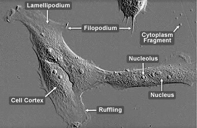 Raccoon Uterus Fibroblast Cells (PL 1 Ut Line) | Nikon’s MicroscopyU