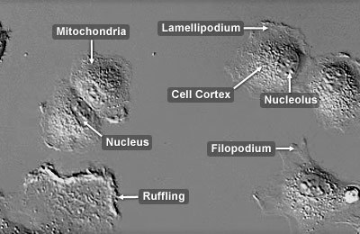 Normal Rabbit Kidney Epithelial Cells (RK13 Line) | Nikon’s MicroscopyU
