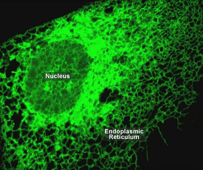 Probing the Endoplasmic Reticulum with Green Fluorescent Proteins ...