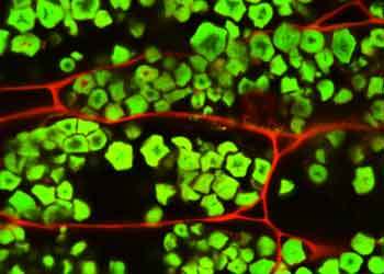 Zamia Young Ovule | Nikon’s MicroscopyU