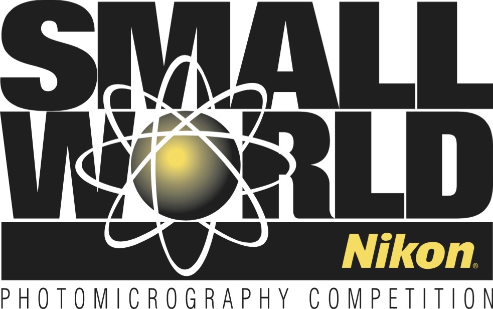 Nikon Small World Competition Judging | Nikon’s MicroscopyU