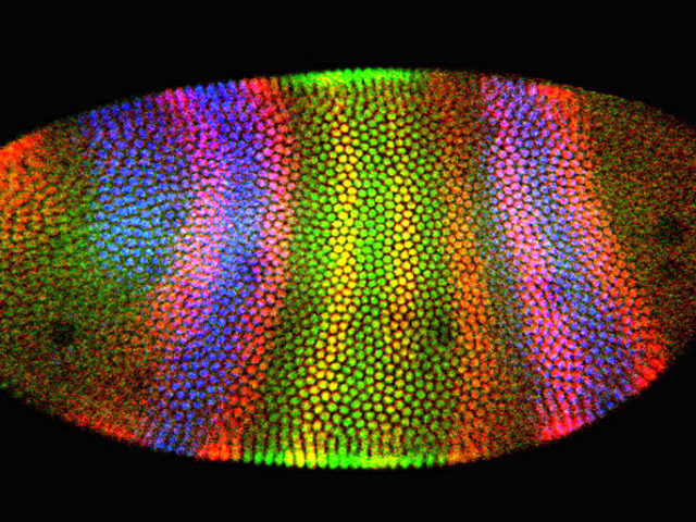Confocal Microscopy | Nikon’s MicroscopyU Confocal Microscopy | Nikon’s MicroscopyU