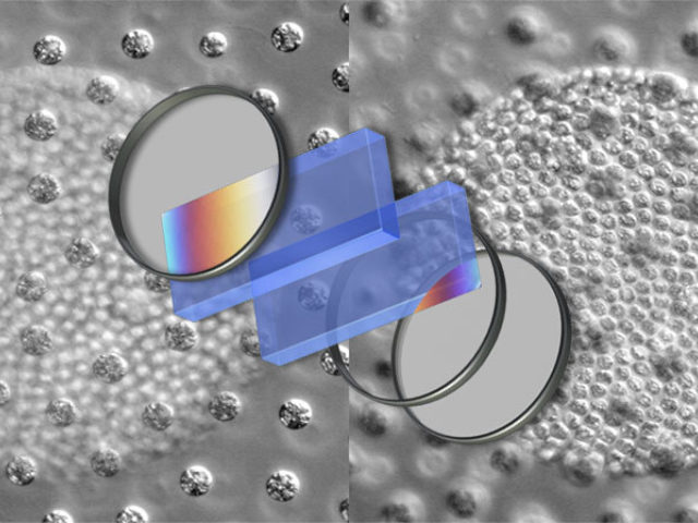 DIC | Nikon’s MicroscopyU