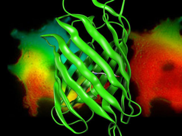 Förster Resonance Energy Transfer (FRET) | Nikon’s MicroscopyU