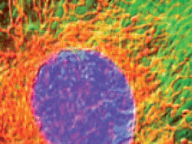 Laser Scanning Confocal Microscopy Video Gallery | Nikon’s MicroscopyU