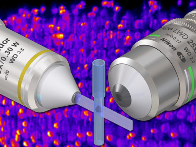 Light Sheet | Nikon’s MicroscopyU