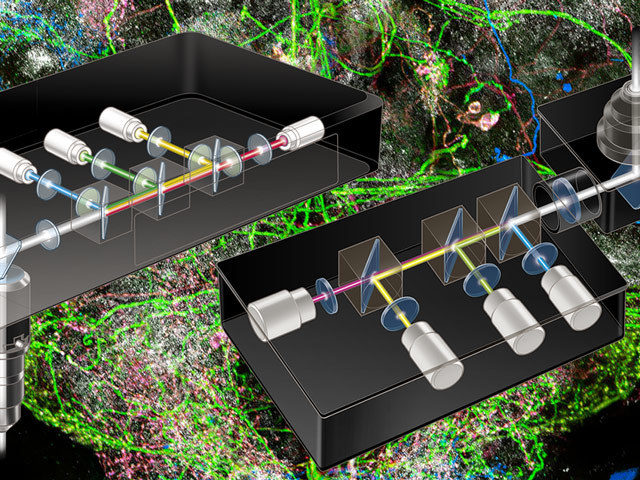 Multiphoton | Nikon’s MicroscopyU