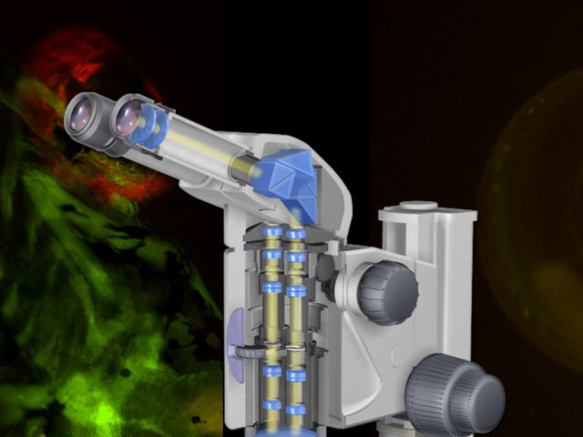 Stereomicroscopy | Nikon’s MicroscopyU