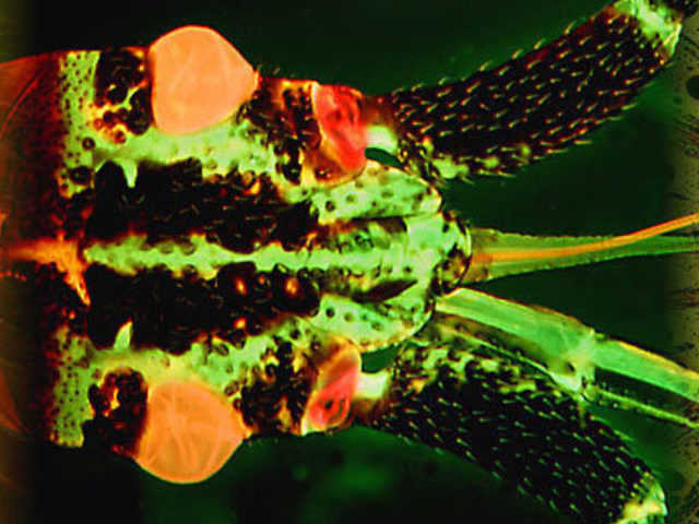 Stereomicroscopy | Nikon’s MicroscopyU