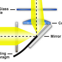 Oblique Coherent Contrast Illumination | Nikon’s MicroscopyU