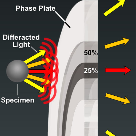 Apodized Phase Contrast | Nikon’s MicroscopyU