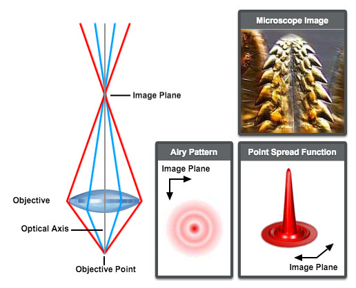 Astigmatism | Nikon’s MicroscopyU